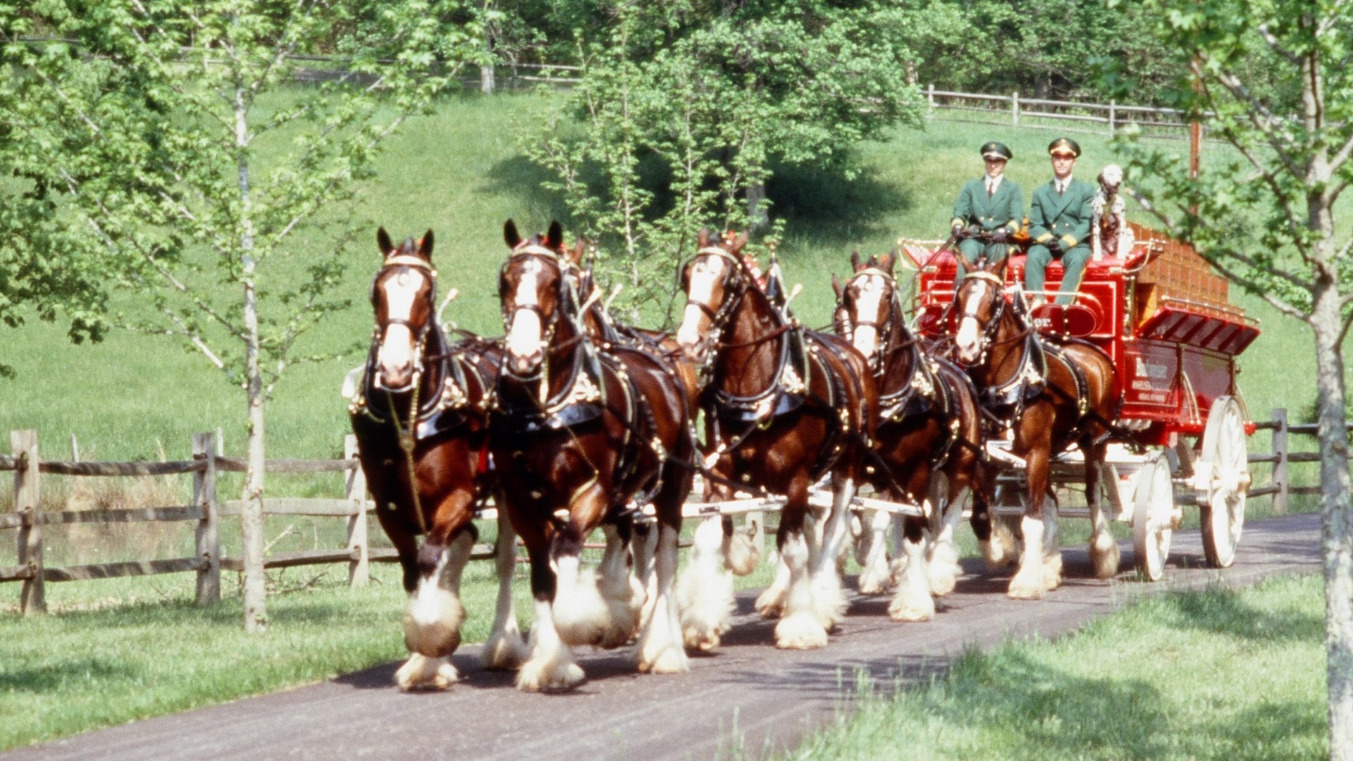 Budweiser Clydesdales making appearance at Mardi Gras in Beaumont ...