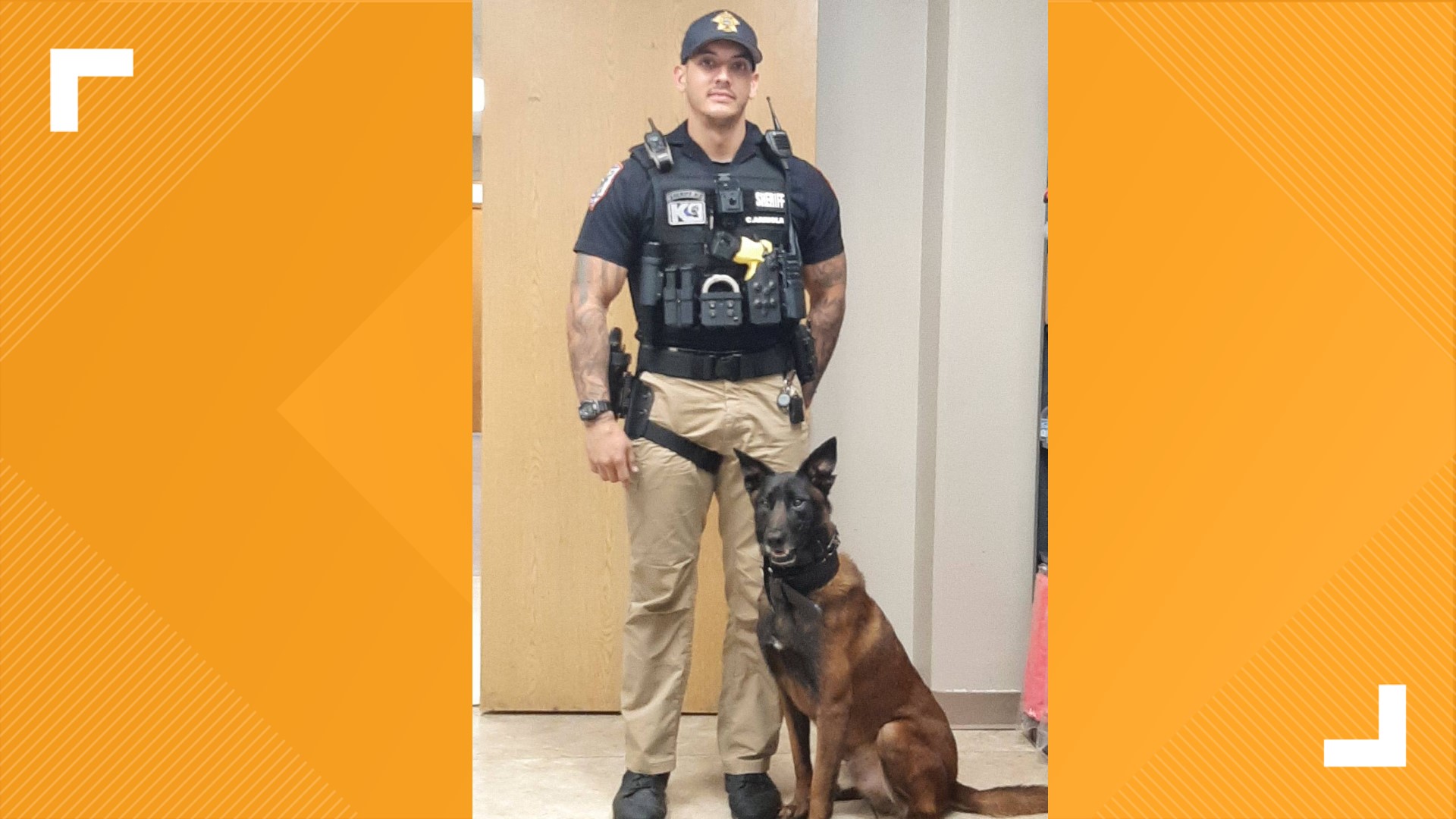 Two new K9s join Orange County Sheriff's Office | 12newsnow.com