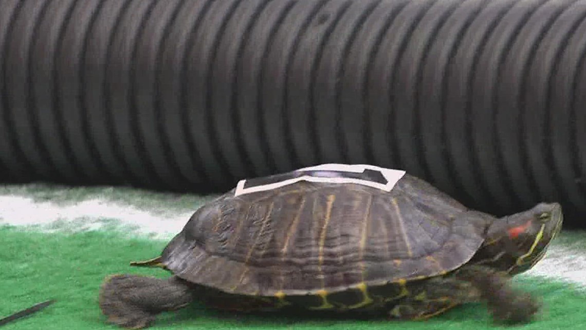 Madison's St. Patrick's Day turtle races | 12newsnow.com