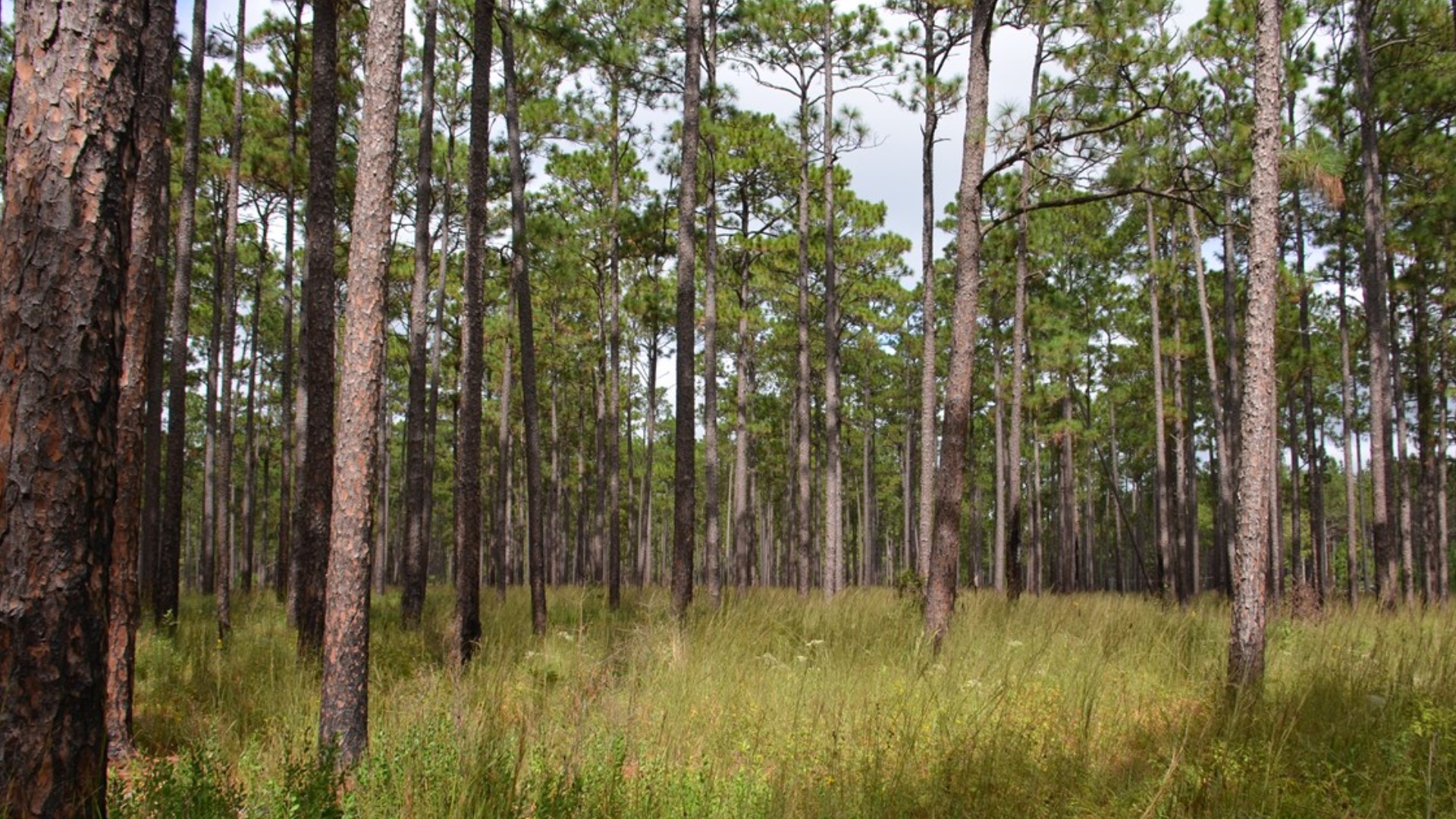 Big Thickets Annual winter tree planting events | 12newsnow.com