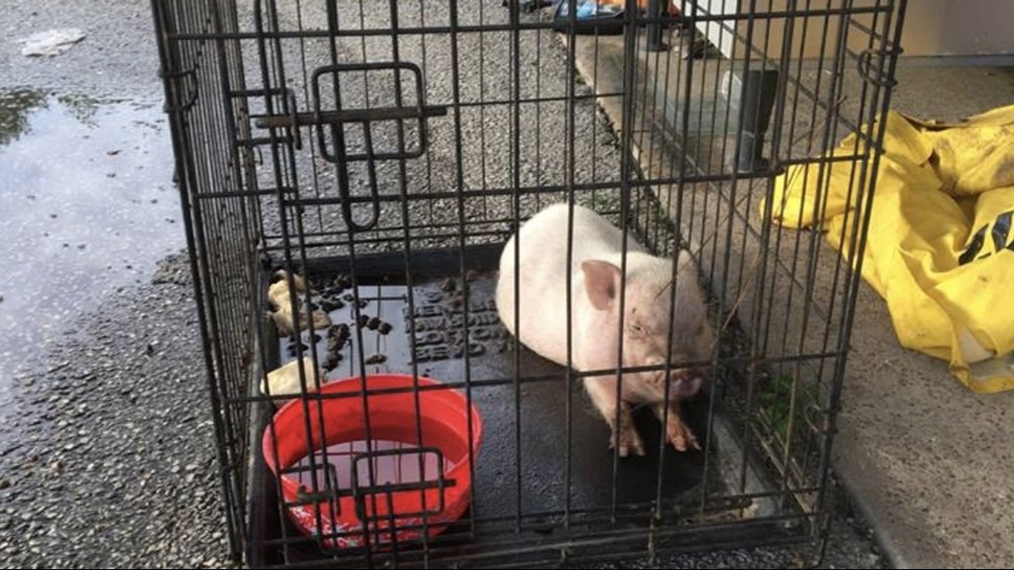 Silsbee Police take pig into custody after call about 'suspicious ...