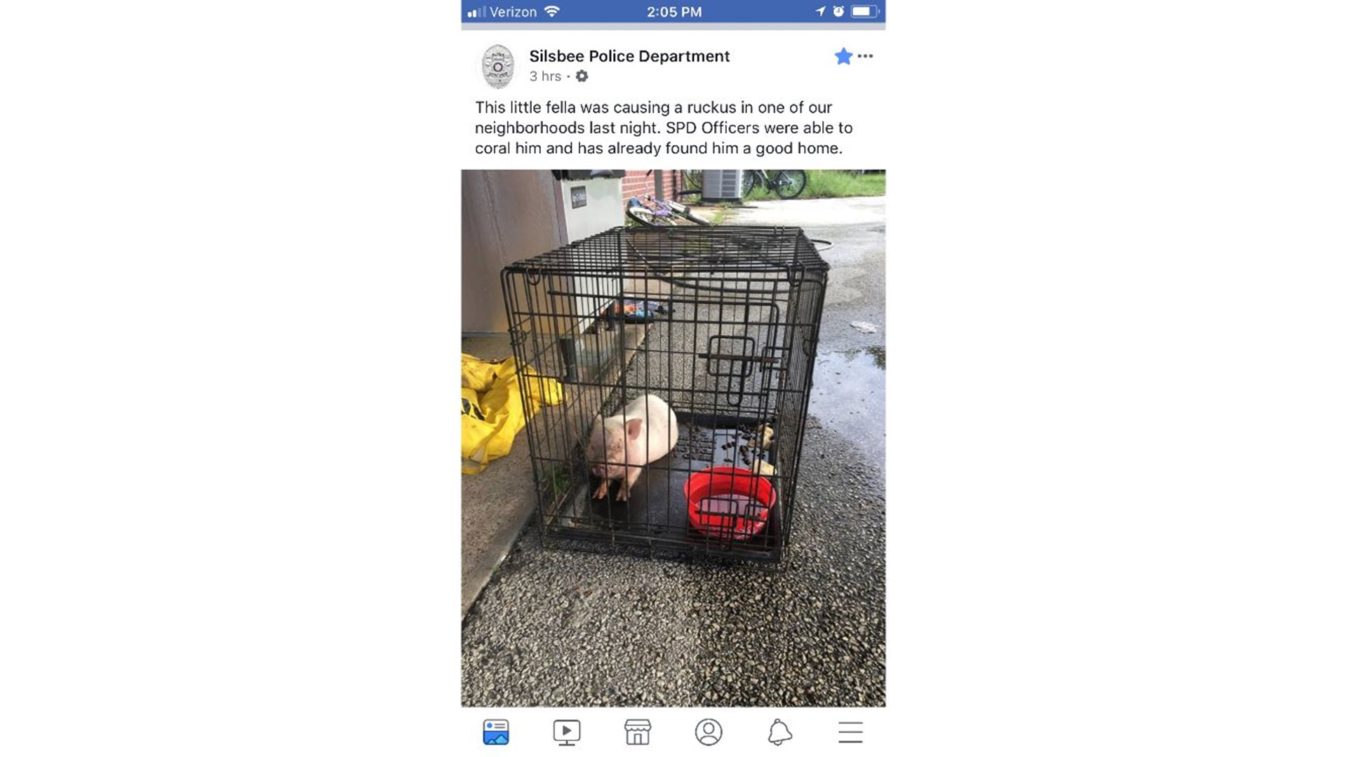 Silsbee Police take pig into custody after call about 'suspicious ...