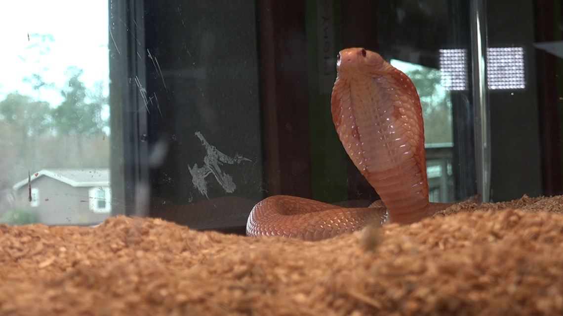 Beaumont snake handler recovering after being bitten by pet cobra named ...