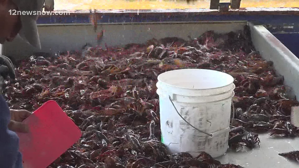 Freezing temps slows down crawfish harvest in Southeast Texas ...