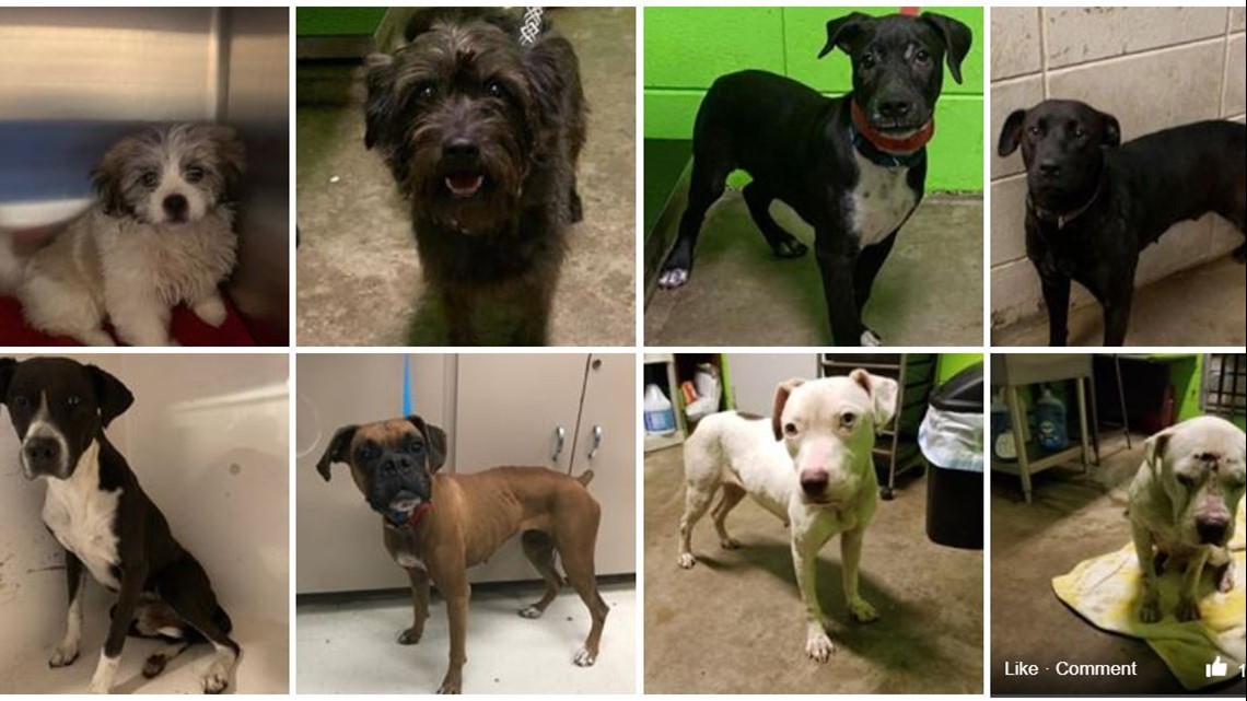 Missing animals Beaumont | 12newsnow.com