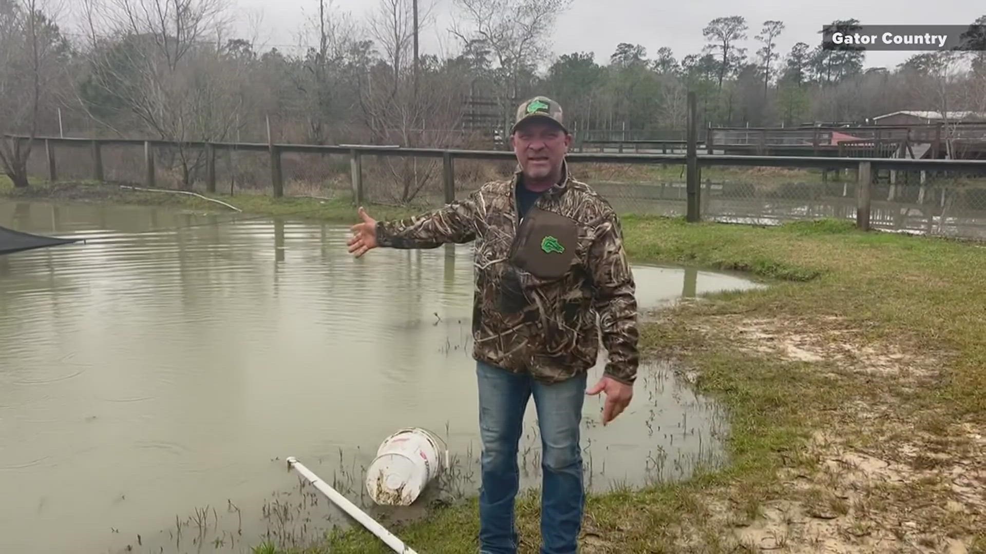 Big Al, the alligator, agrees with the groundhog that we've got 6 more ...