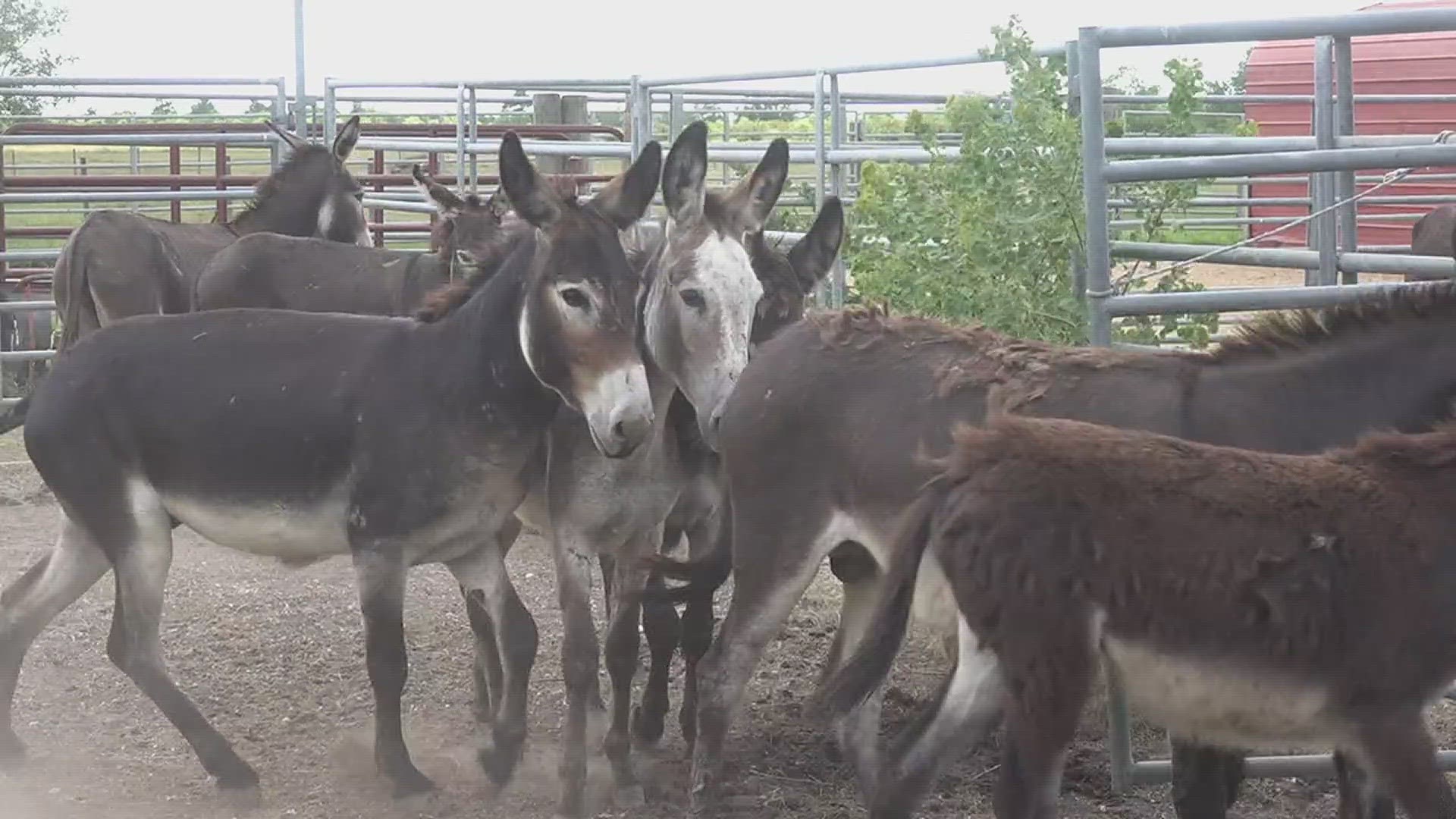 'It was an ordeal' | 14 abandoned donkeys wrangled by Jefferson County ...