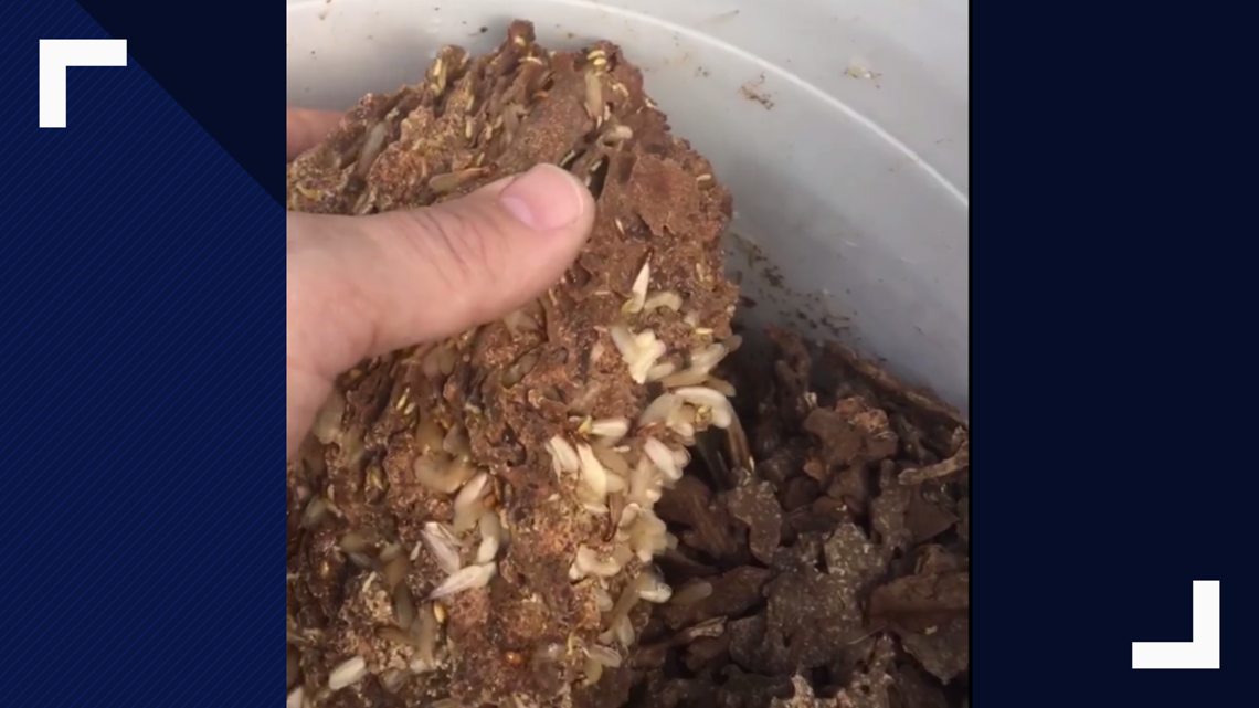 Flying termites terrorizing Southeast Texas | 12newsnow.com