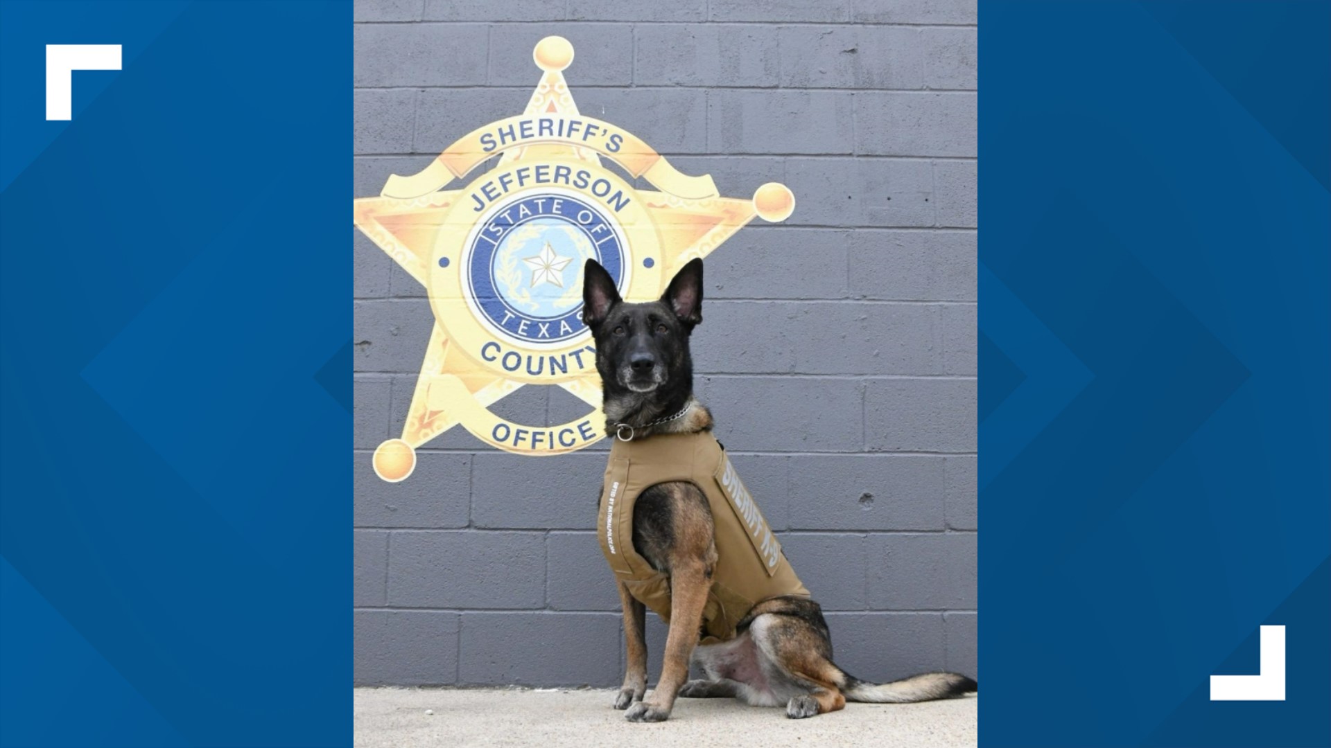 Jefferson County Sheriff's Office K9 gets new body armor | 12newsnow.com