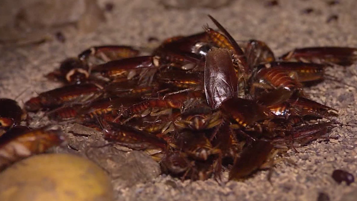 Warm months 'dramatically increase' bug population in Southeast Texas ...