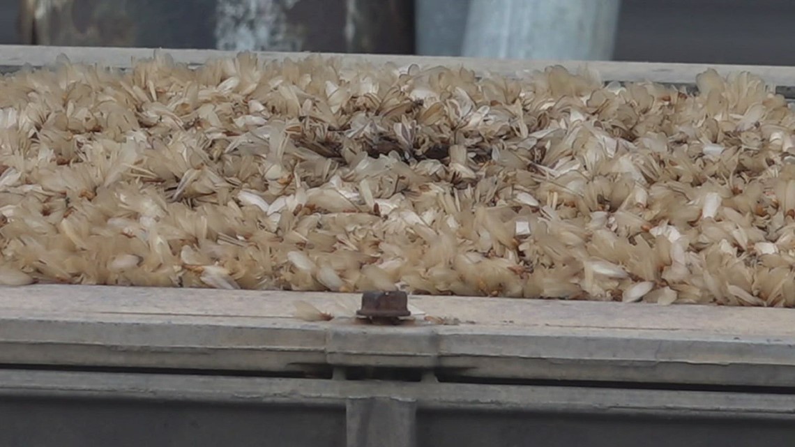 Tips to prevent swarming termites from entering your home | 12newsnow.com