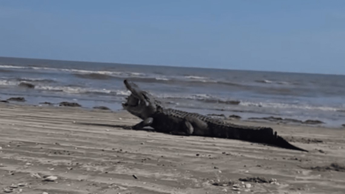 Massive alligator spotted of Sabine beach. | 12newsnow.com