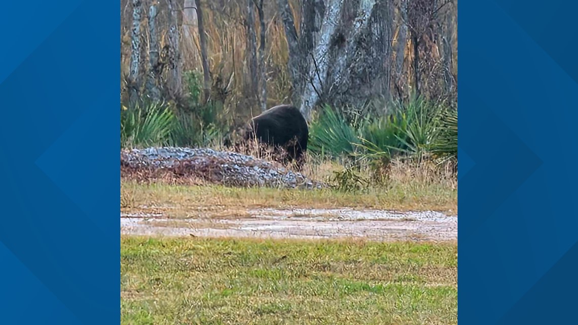 Resident photographs rare bear-sighting in Orange | 12newsnow.com