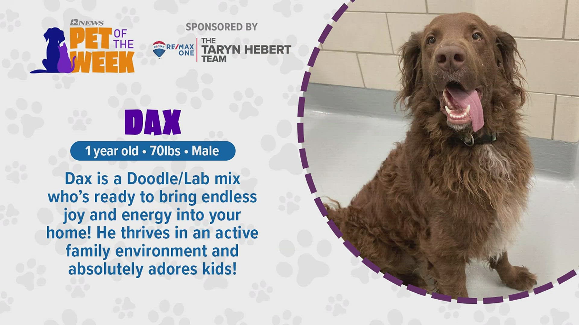 'Dax,' a 1-year-old 'doodle/lab' mix, is this week's 'Pet of the Week ...
