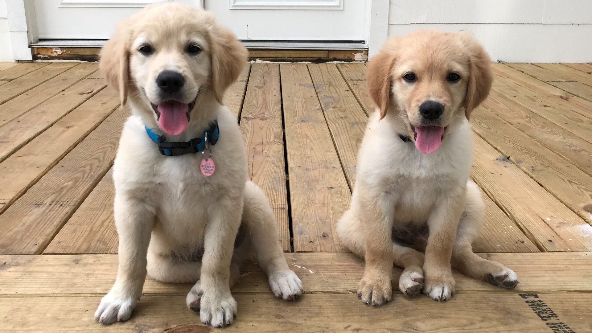 Here's where and how to adopt a pet in Southeast Texas | 12newsnow.com