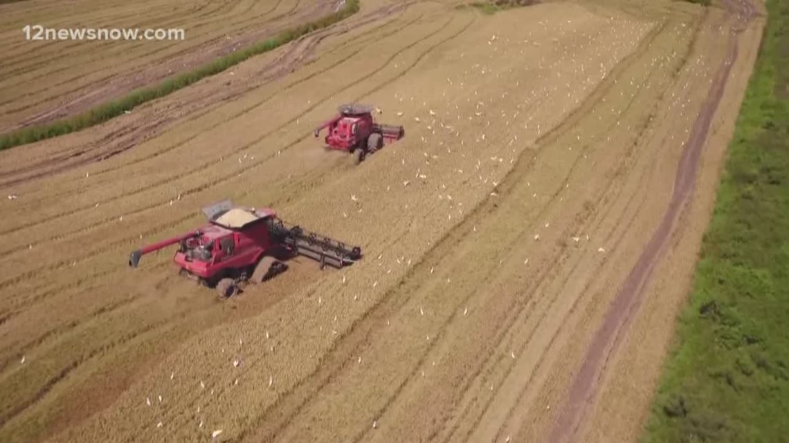 Southeast Texas rice farmers finishing up 2018 rice harvest | 12newsnow.com