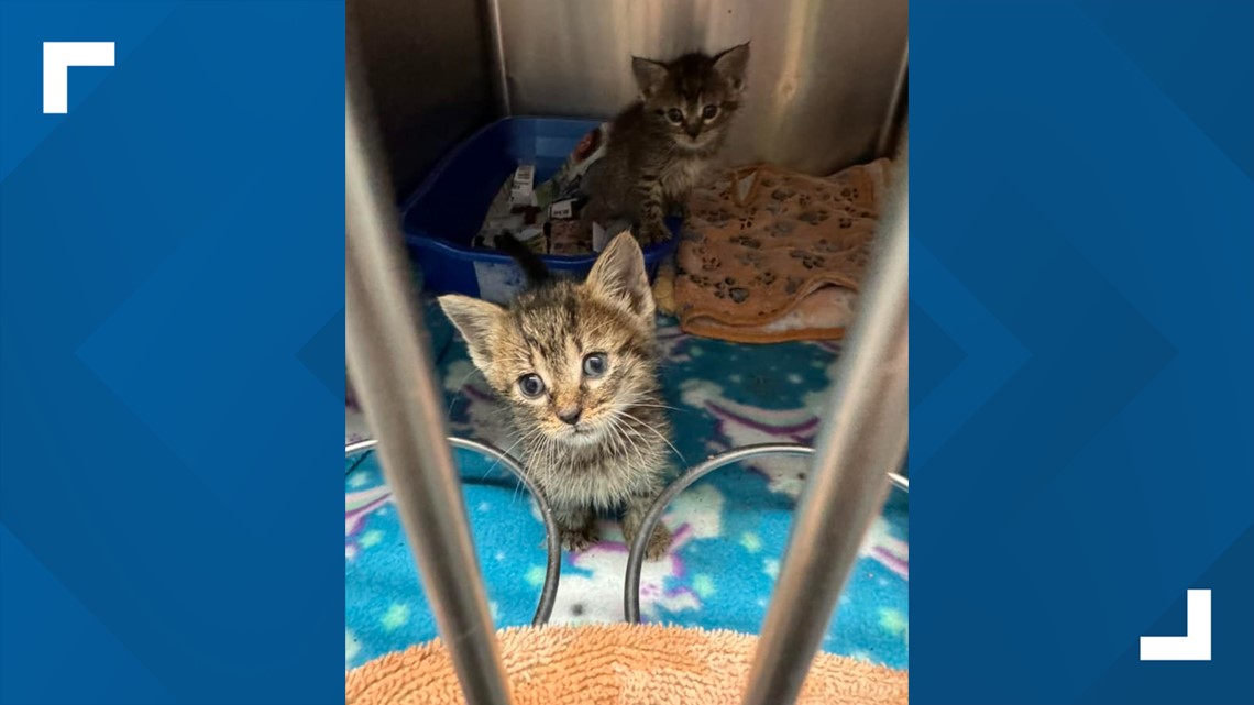 How to safely surrender an animal in Beaumont | 12newsnow.com