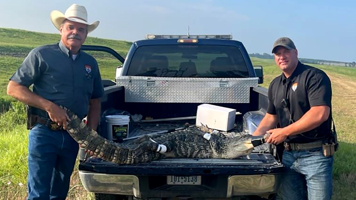 Jefferson County deputies catch, relocate 7ft gator Tuesday | 12newsnow.com