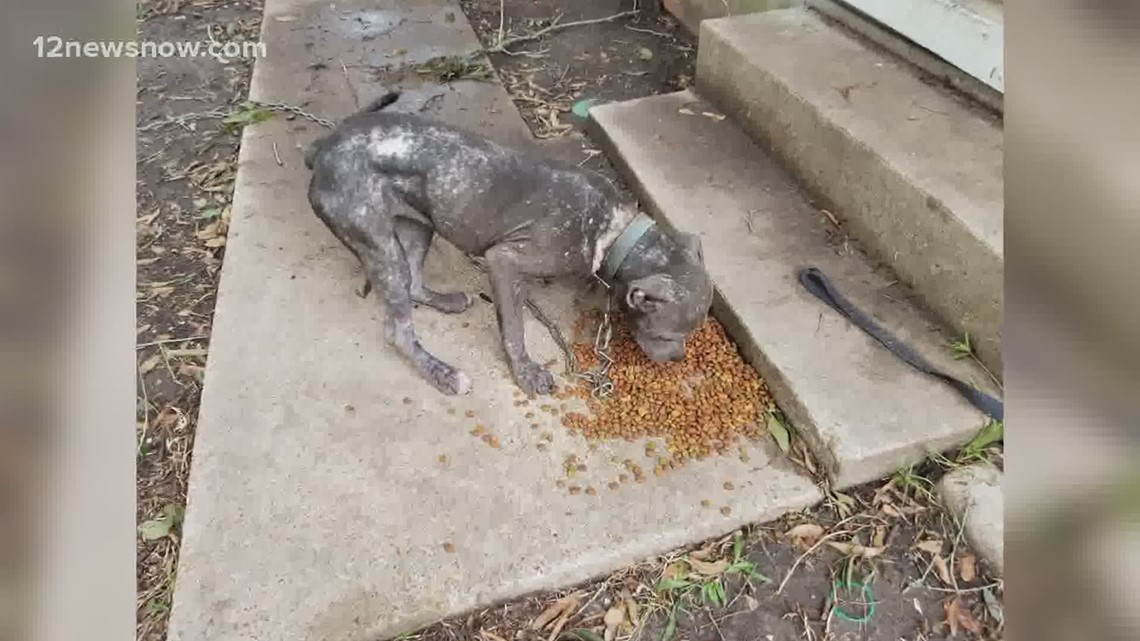 Three neglected dogs reportedly left behind during Hurricane Laura need ...