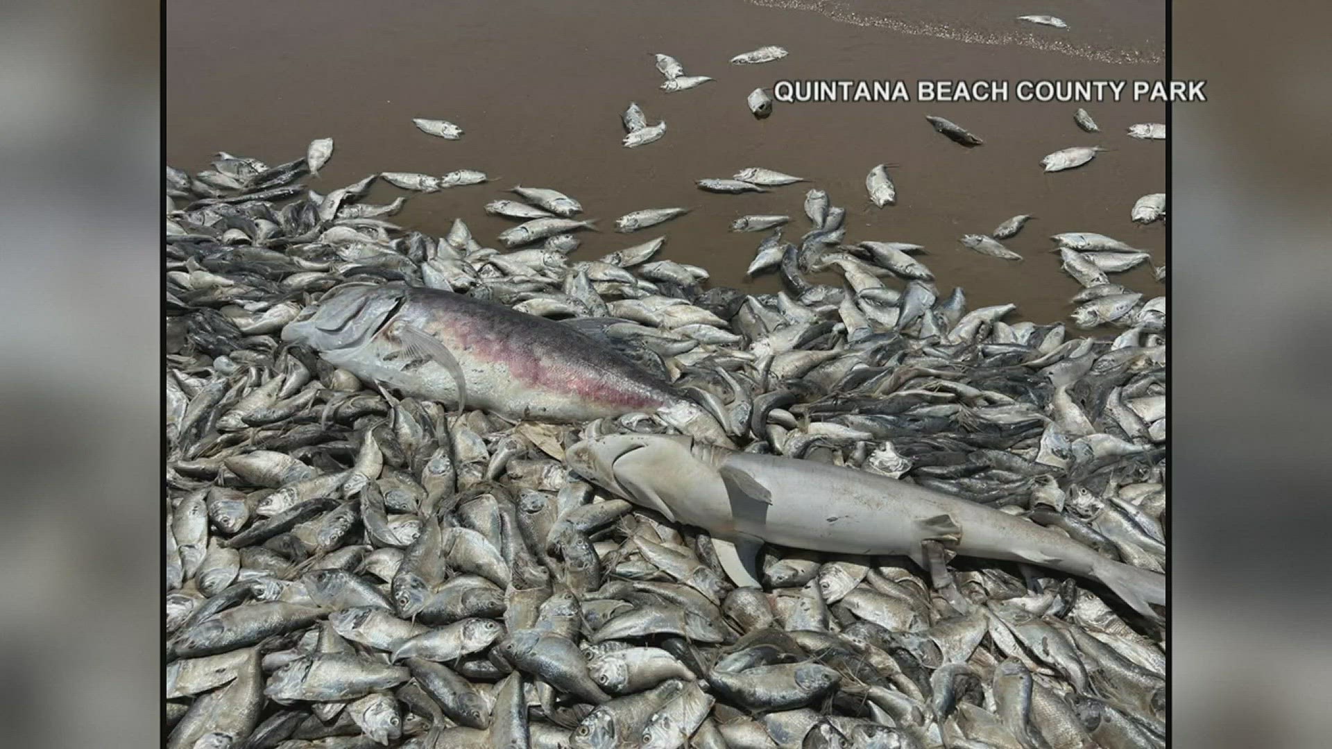 Here's why experts say dead fish are littering the beach in Southeast ...
