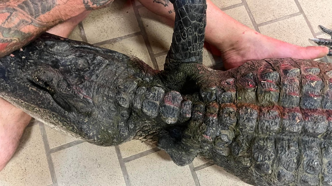 Alligator found with legs, mouth taped shut | 12newsnow.com