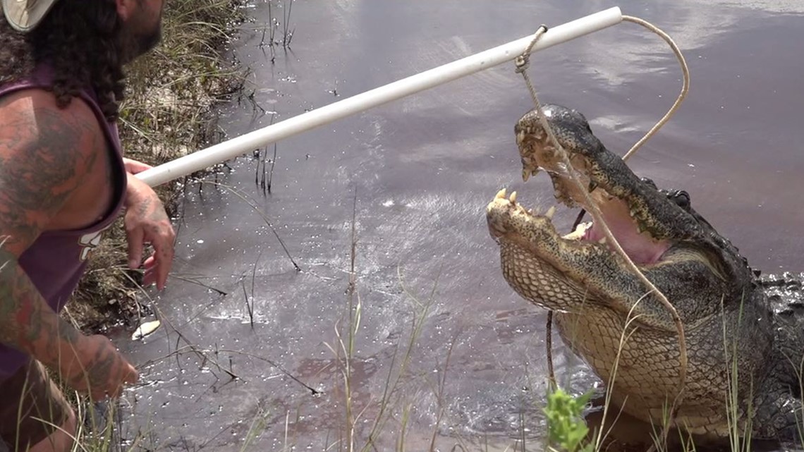 Big Tex is found! | Gator Country says two legendary gators accounted ...