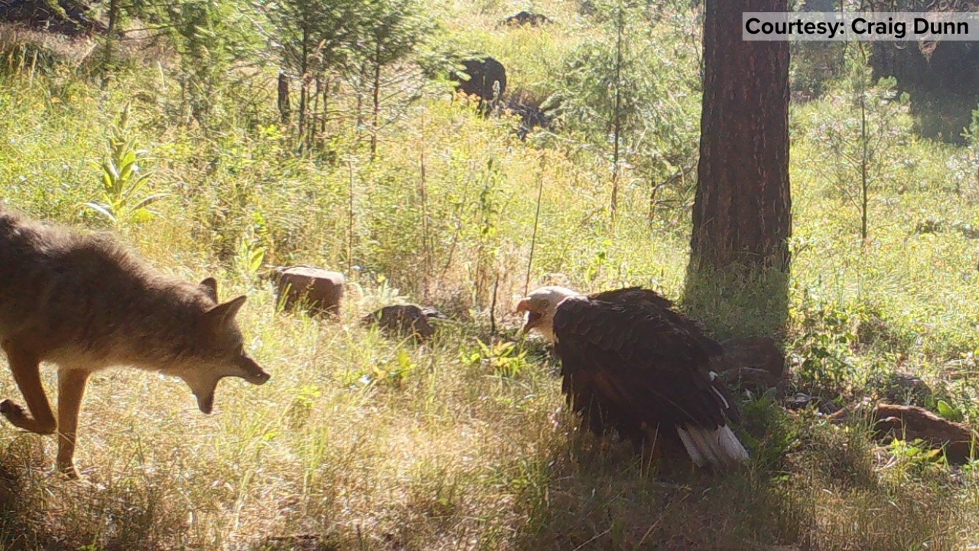 Camera catches bald eagle and coyotes clash over deer near Kettle River ...