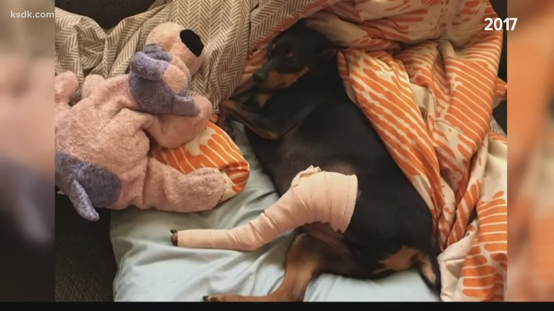 Dangerous tree knocks out dog for the second time | 12newsnow.com