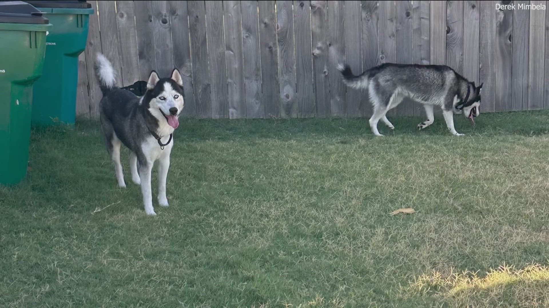 Manor dog attack sends 1 person to the hospital | 12newsnow.com