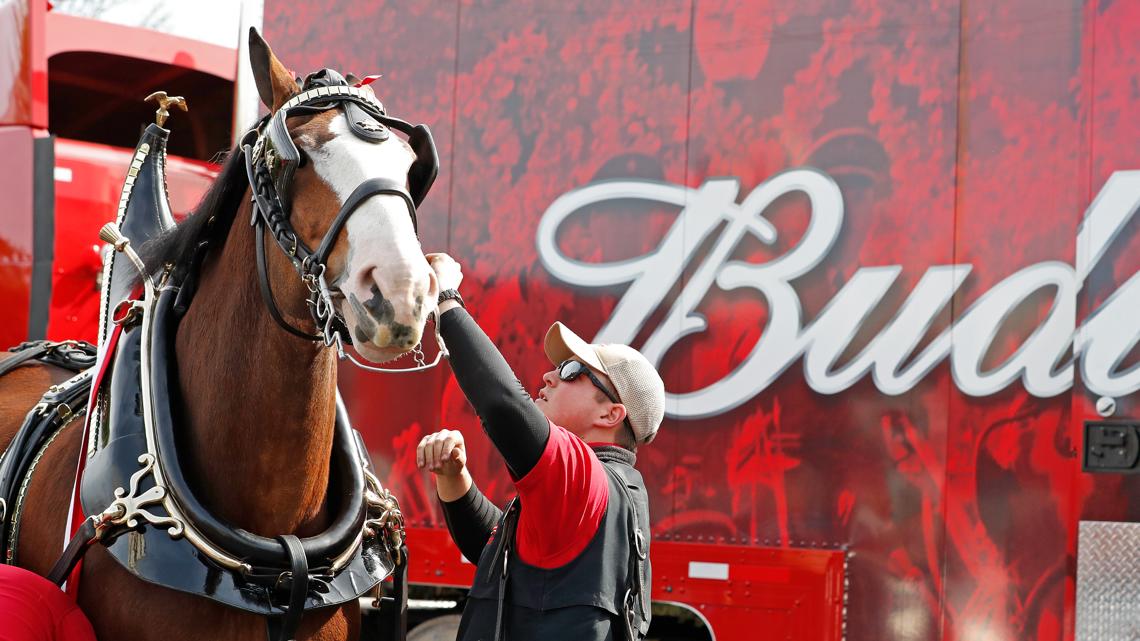 Budweiser Clydesdales to deliver beer at North Texas bars | 12newsnow.com