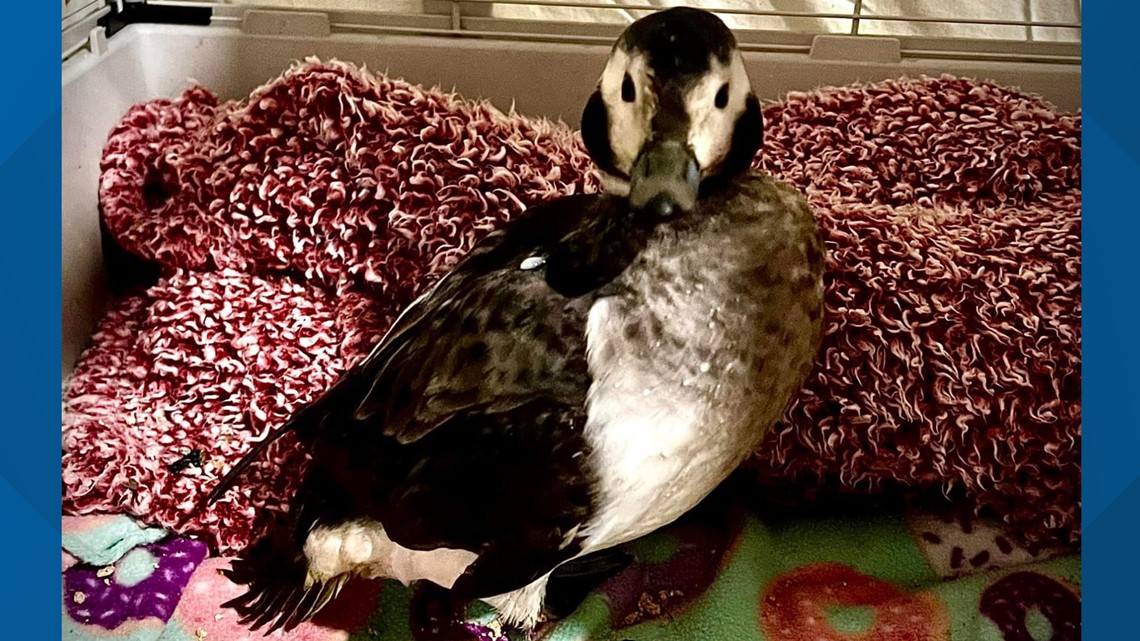 Rare duck from Arctic saved by girl in Greenfield | 12newsnow.com